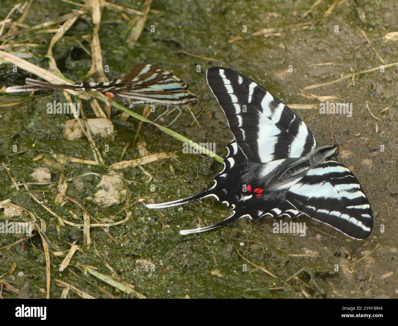 Zebra Swallowtail (Eurytides marcellus Stock Photo - Alamy