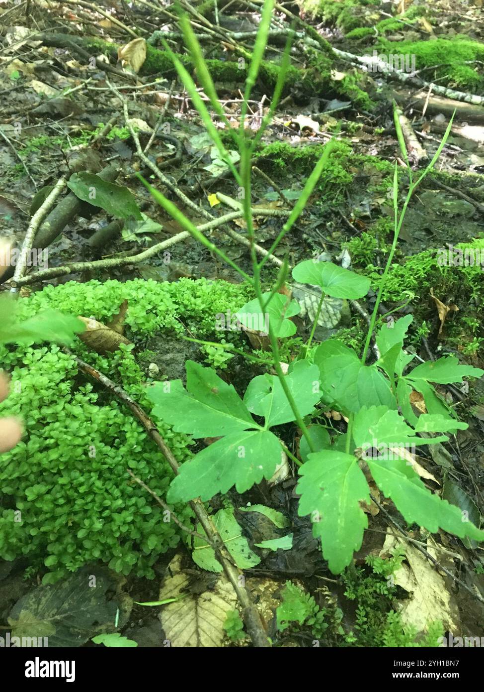 Two-leaved Toothwort (Cardamine diphylla Stock Photo - Alamy