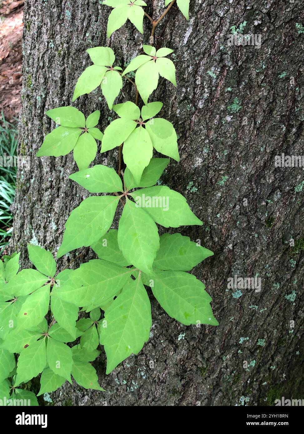 Virginia creeper (Parthenocissus quinquefolia Stock Photo - Alamy