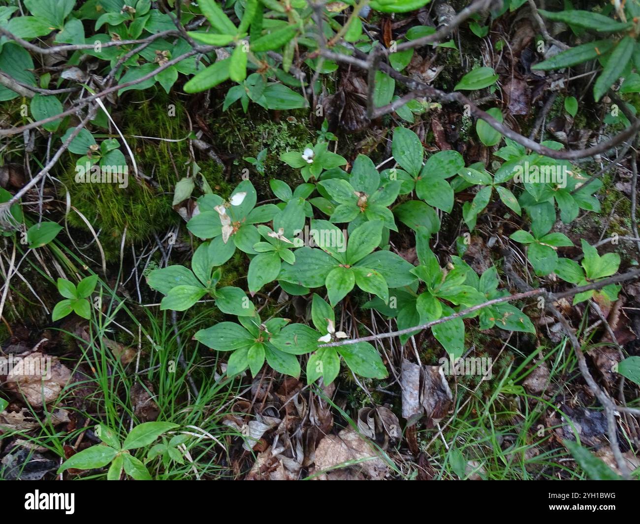 Canadian bunchberry (Cornus canadensis Stock Photo - Alamy