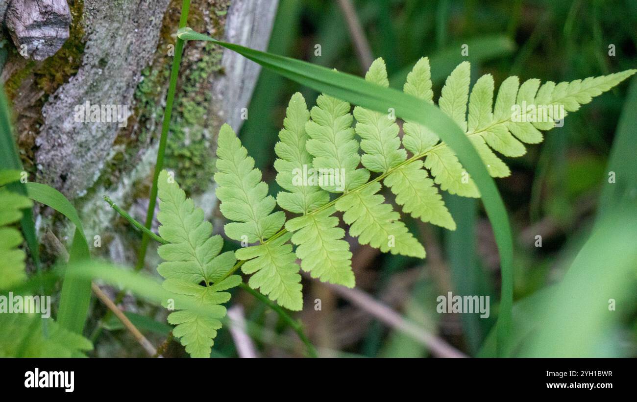 crested wood fern (Dryopteris cristata Stock Photo - Alamy