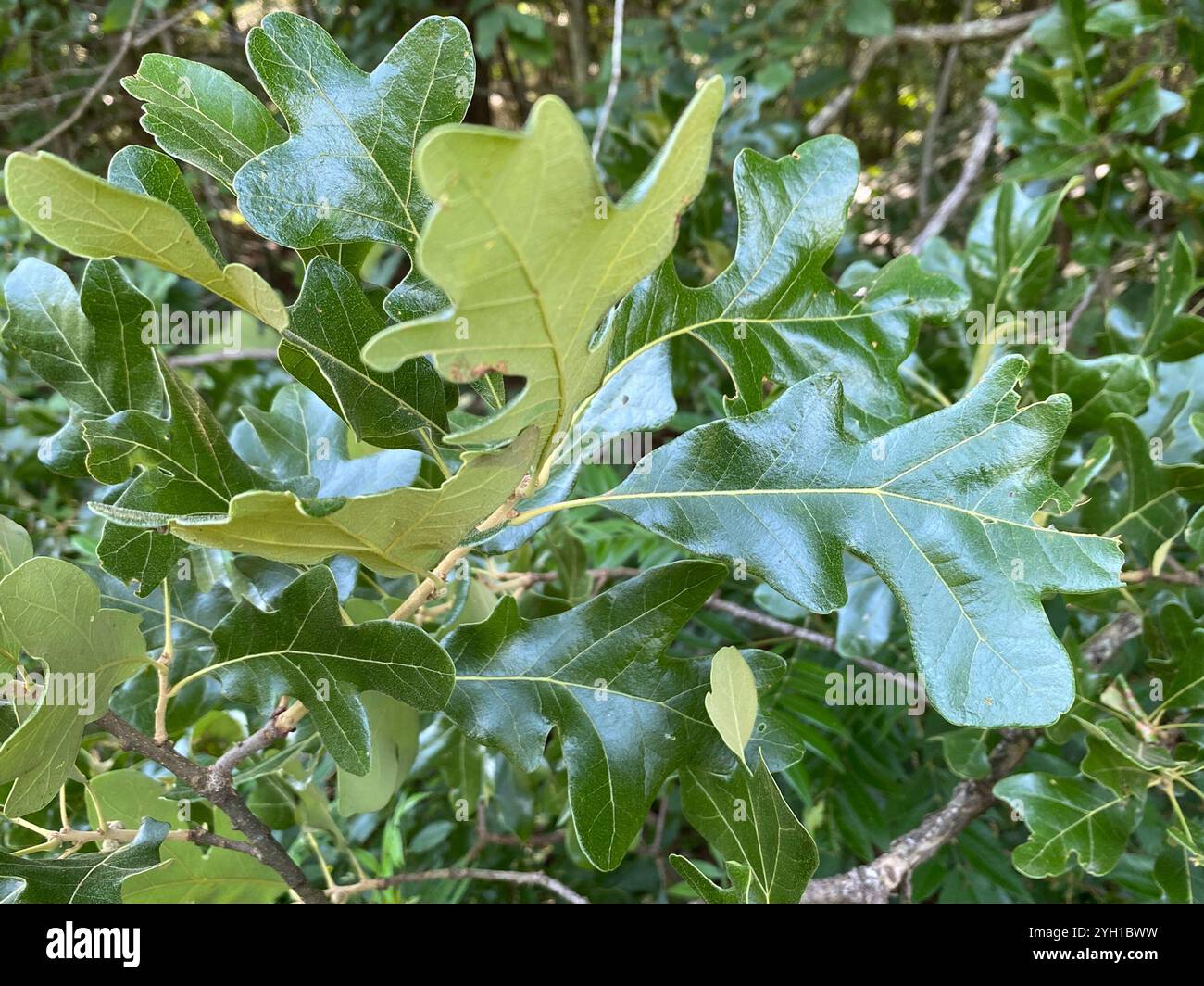 post oak (Quercus stellata Stock Photo - Alamy
