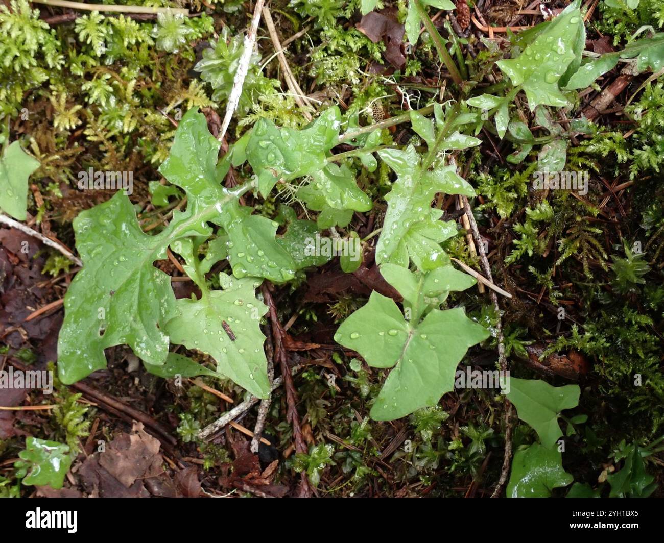 Wall Lettuce (Mycelis muralis Stock Photo - Alamy