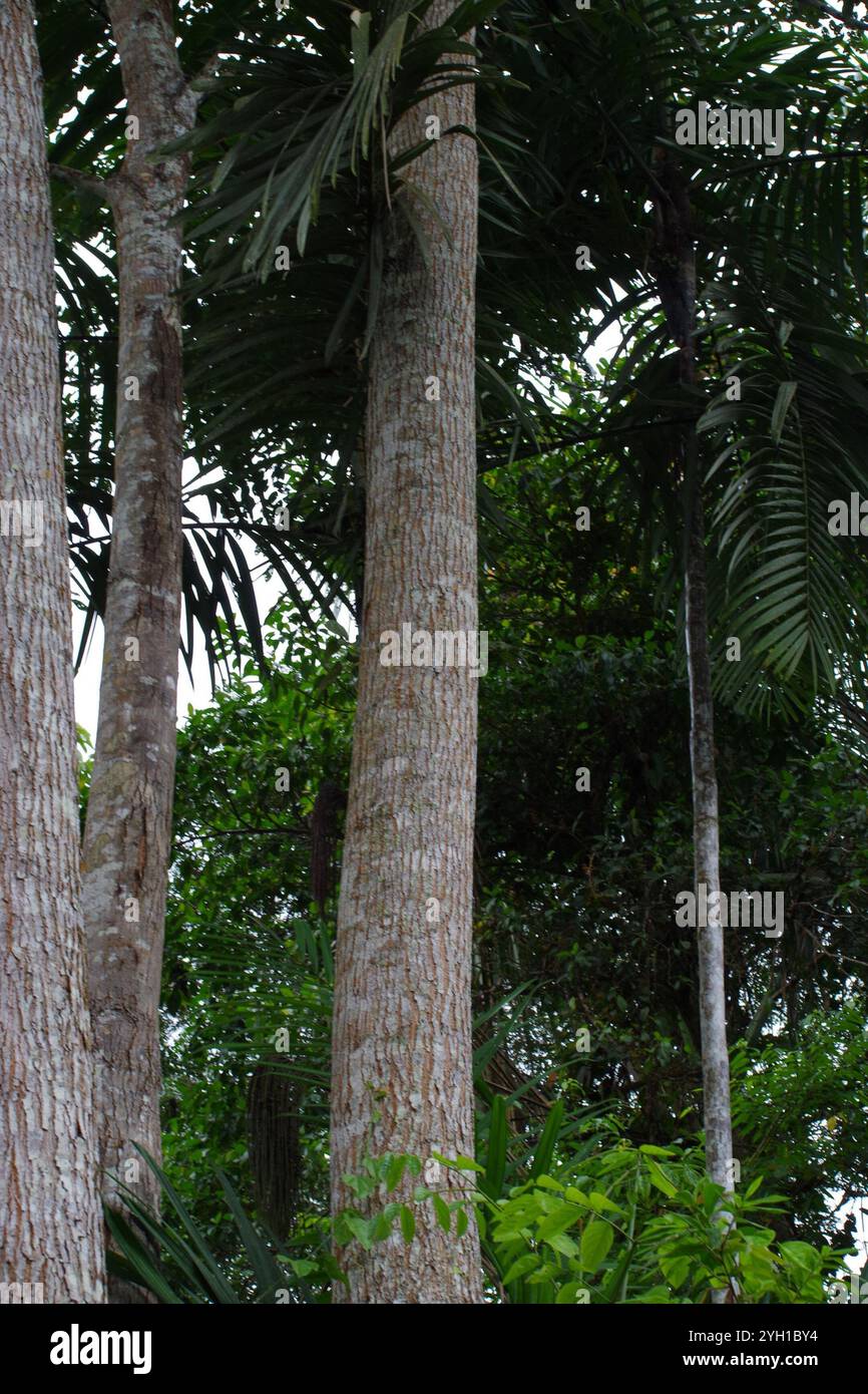 Big-leaf Mahogany (Swietenia macrophylla Stock Photo - Alamy