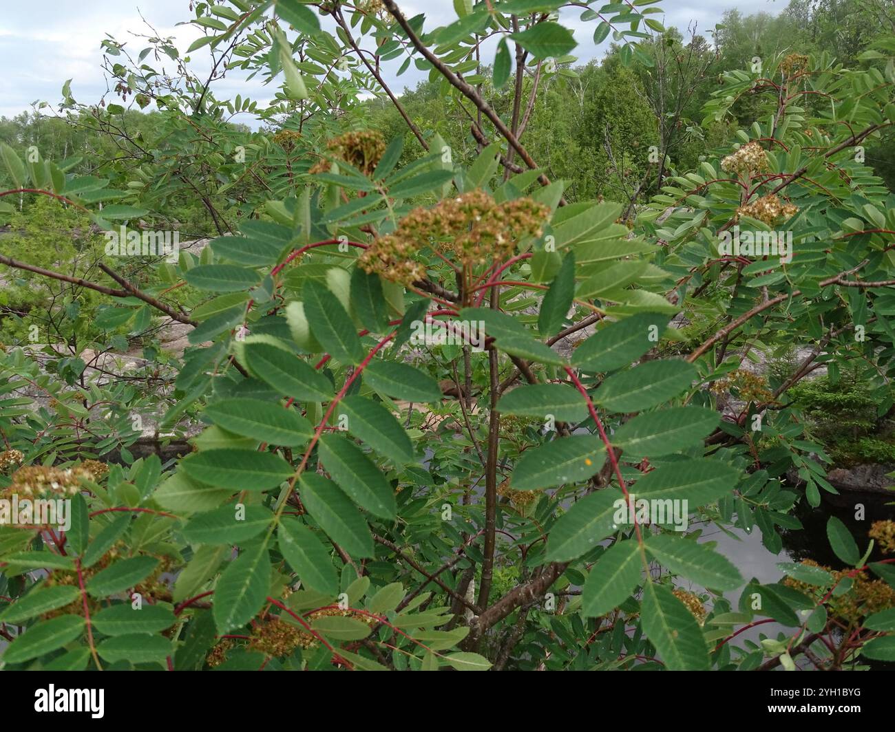 showy mountain-ash (Sorbus decora Stock Photo - Alamy