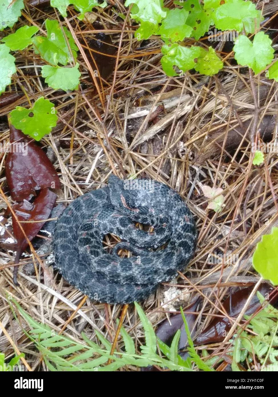 Dusky Pygmy Rattlesnake (Sistrurus miliarius barbouri Stock Photo - Alamy