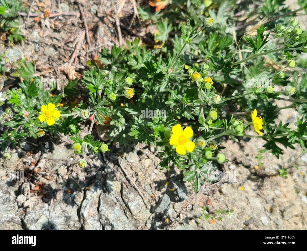 Silvery Cinquefoil (Potentilla argentea Stock Photo - Alamy