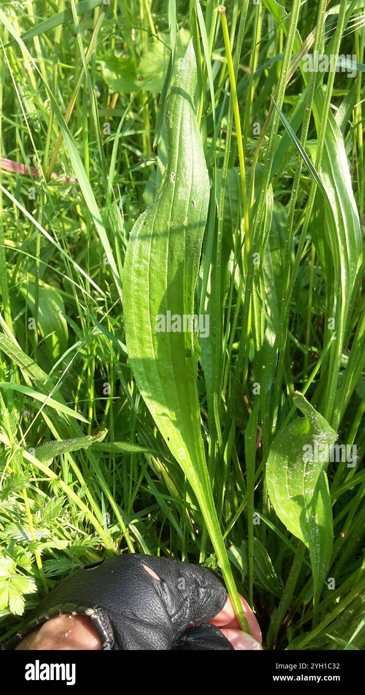 ribwort plantain (Plantago lanceolata Stock Photo - Alamy
