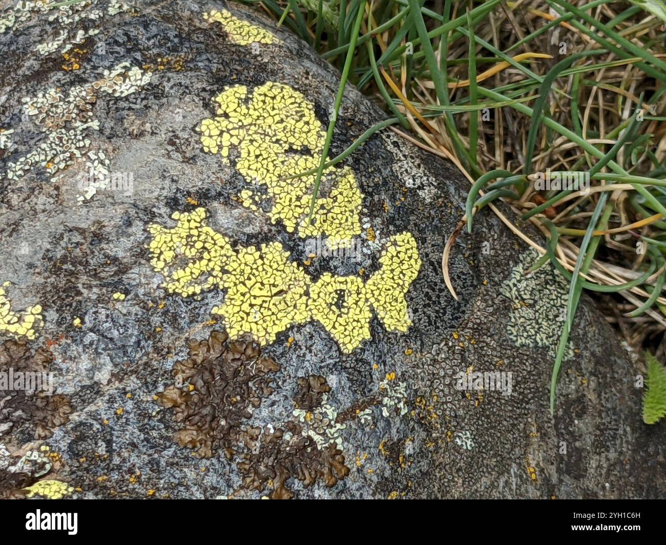 yellow map lichen (Rhizocarpon geographicum Stock Photo - Alamy