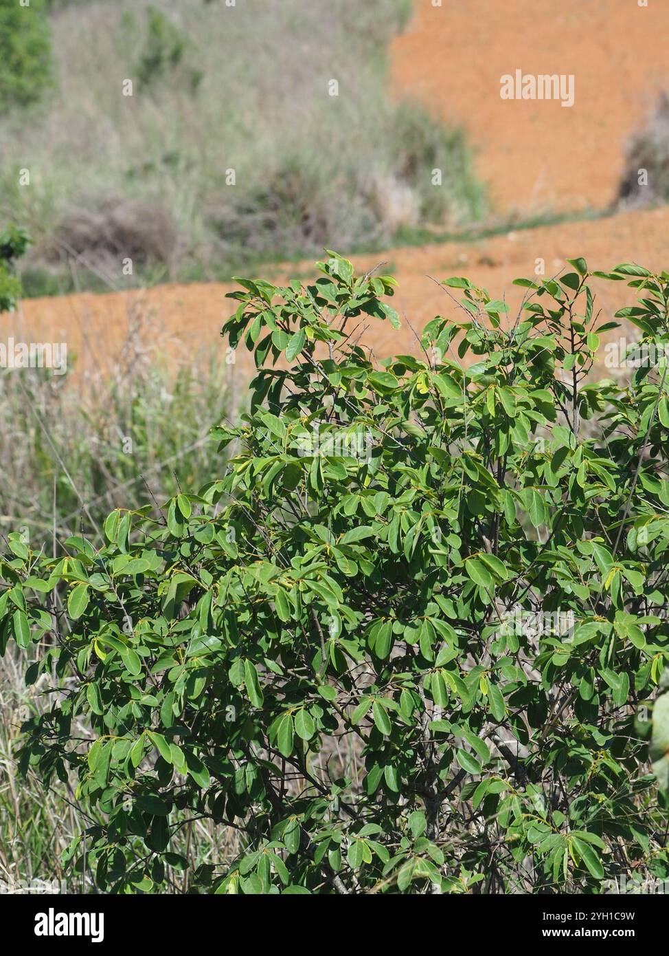 Pop-gun Seed (Bridelia tomentosa Stock Photo - Alamy