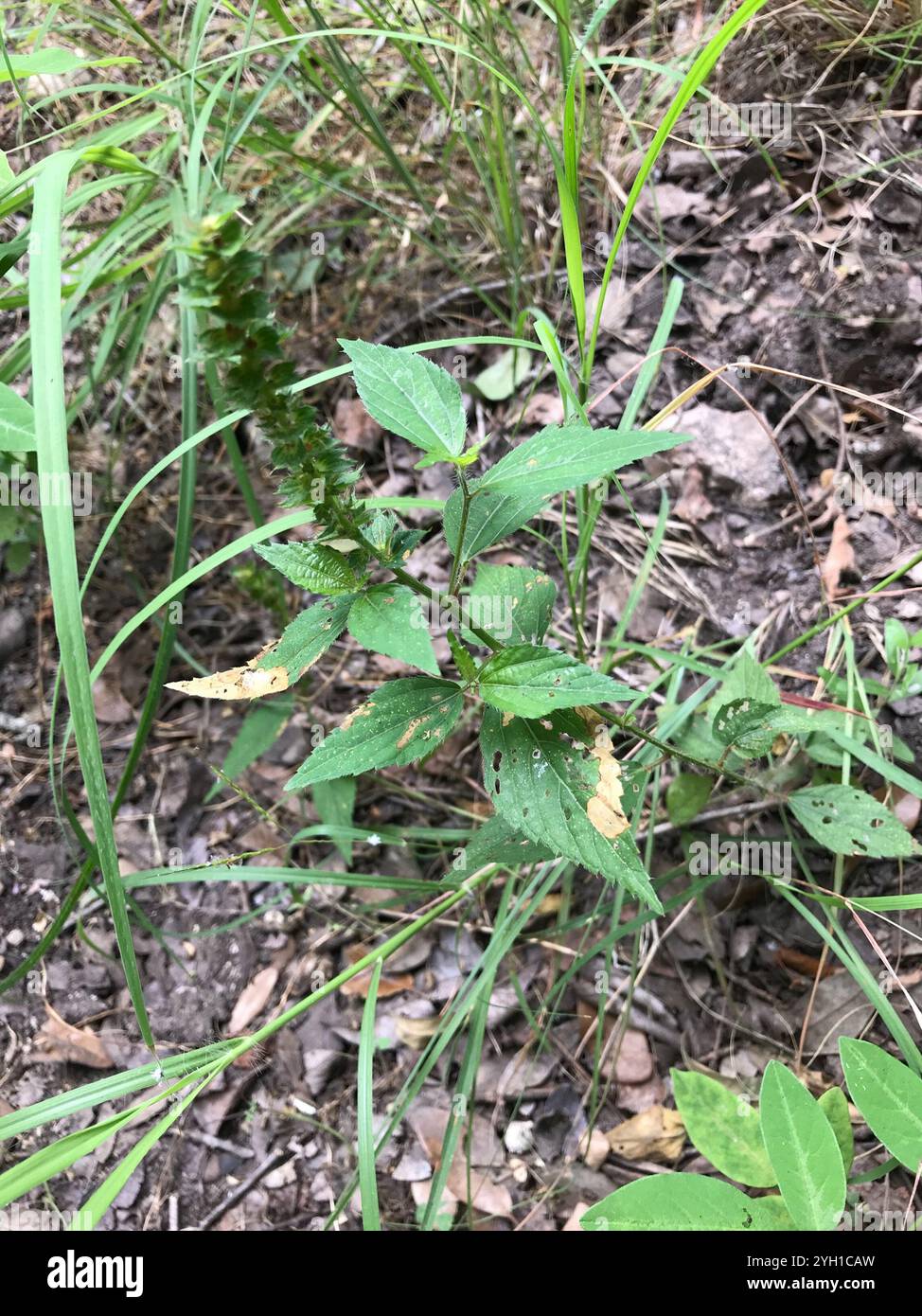 shrubby copperleaf (Acalypha phleoides Stock Photo - Alamy