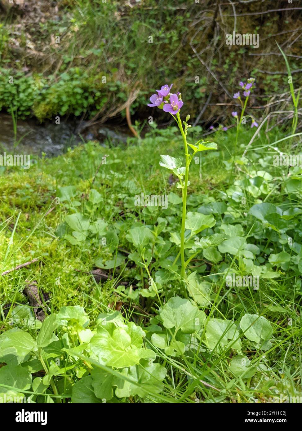 Cardamine raphanifolia hi-res stock photography and images - Alamy