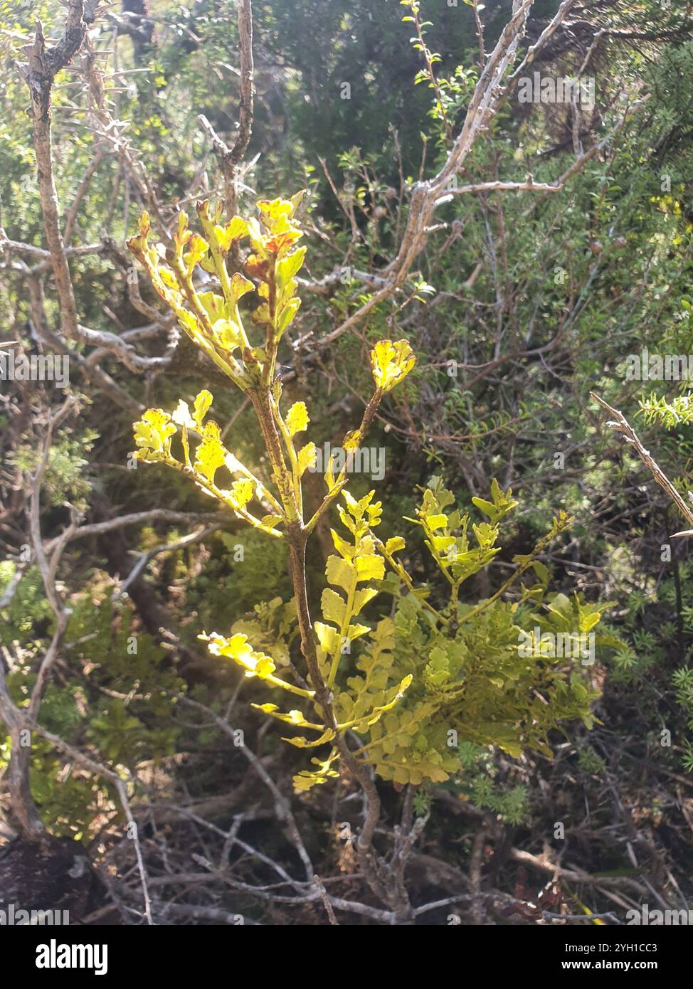 celery pine (Phyllocladus trichomanoides Stock Photo - Alamy