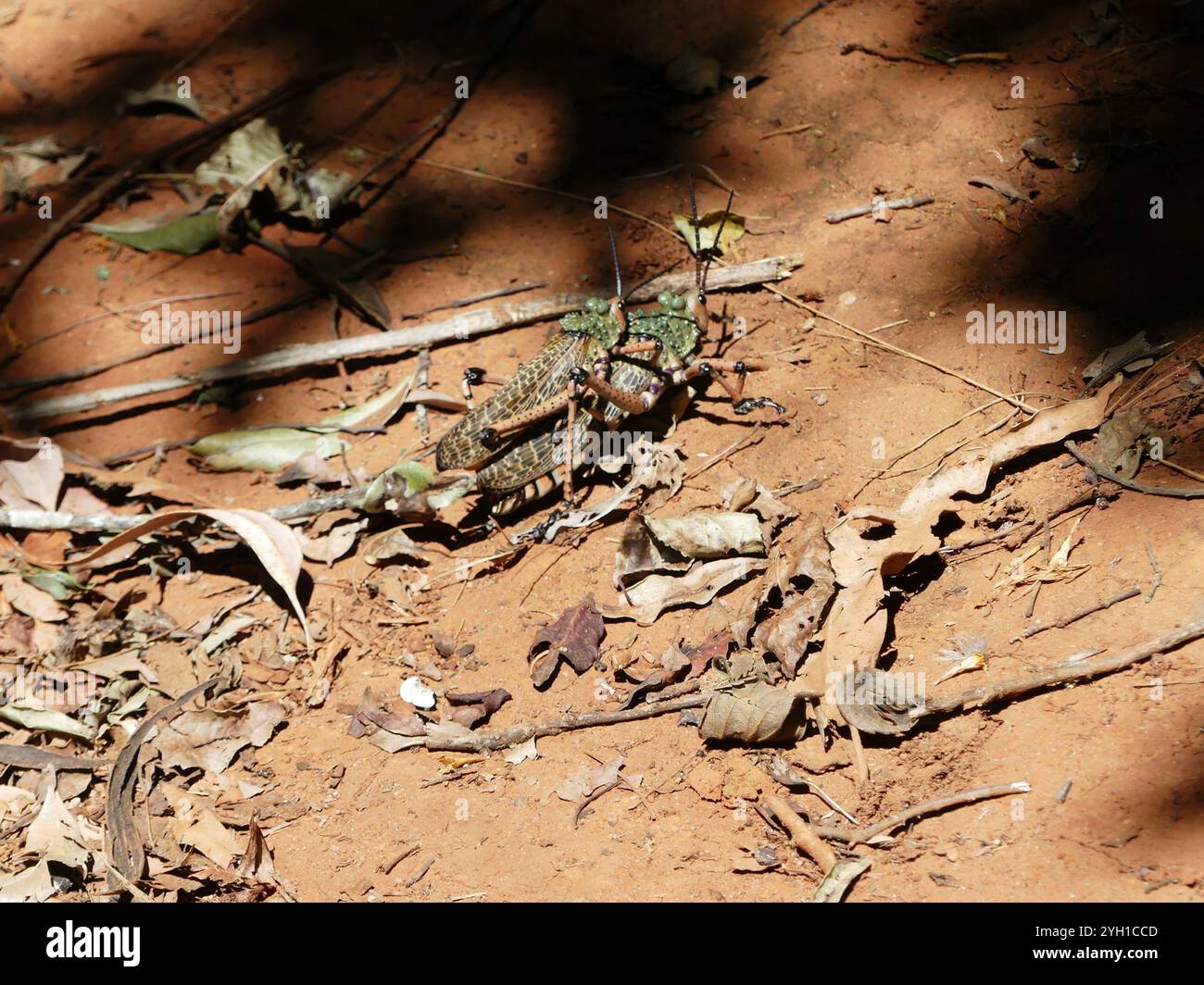 Common Leprous Milkweed Locust (Phymateus leprosus leprosus Stock Photo ...