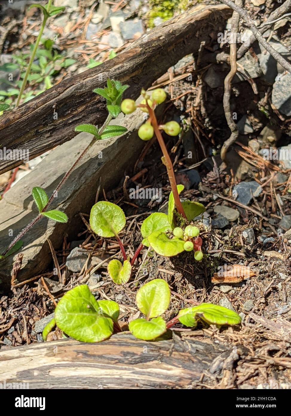 green-flowered wintergreen (Pyrola chlorantha Stock Photo - Alamy