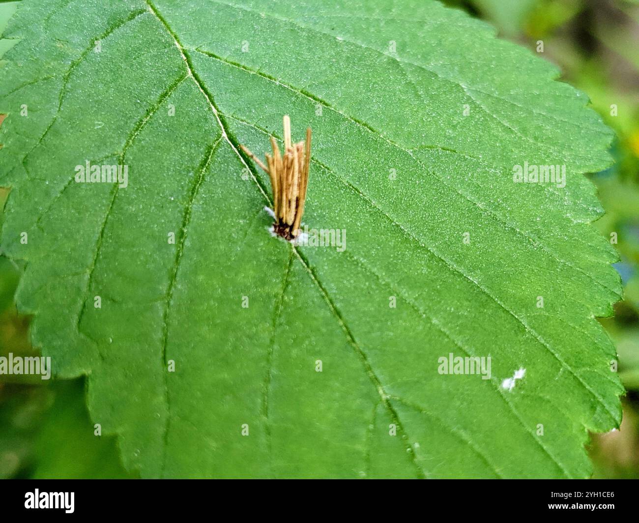 Bagworm Moths (Psychidae Stock Photo - Alamy