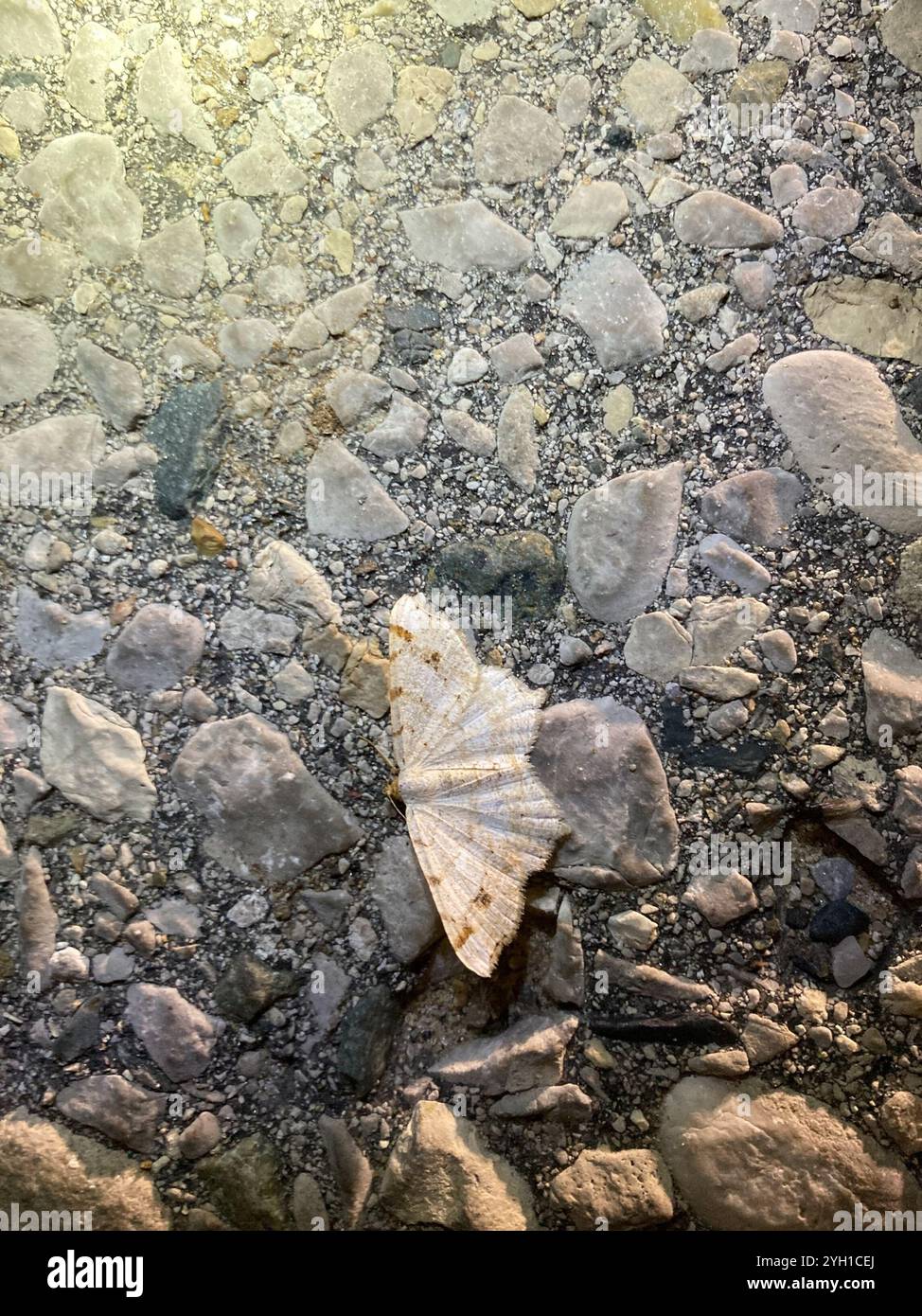 Red-headed Inchworm Moth (Macaria bisignata Stock Photo - Alamy