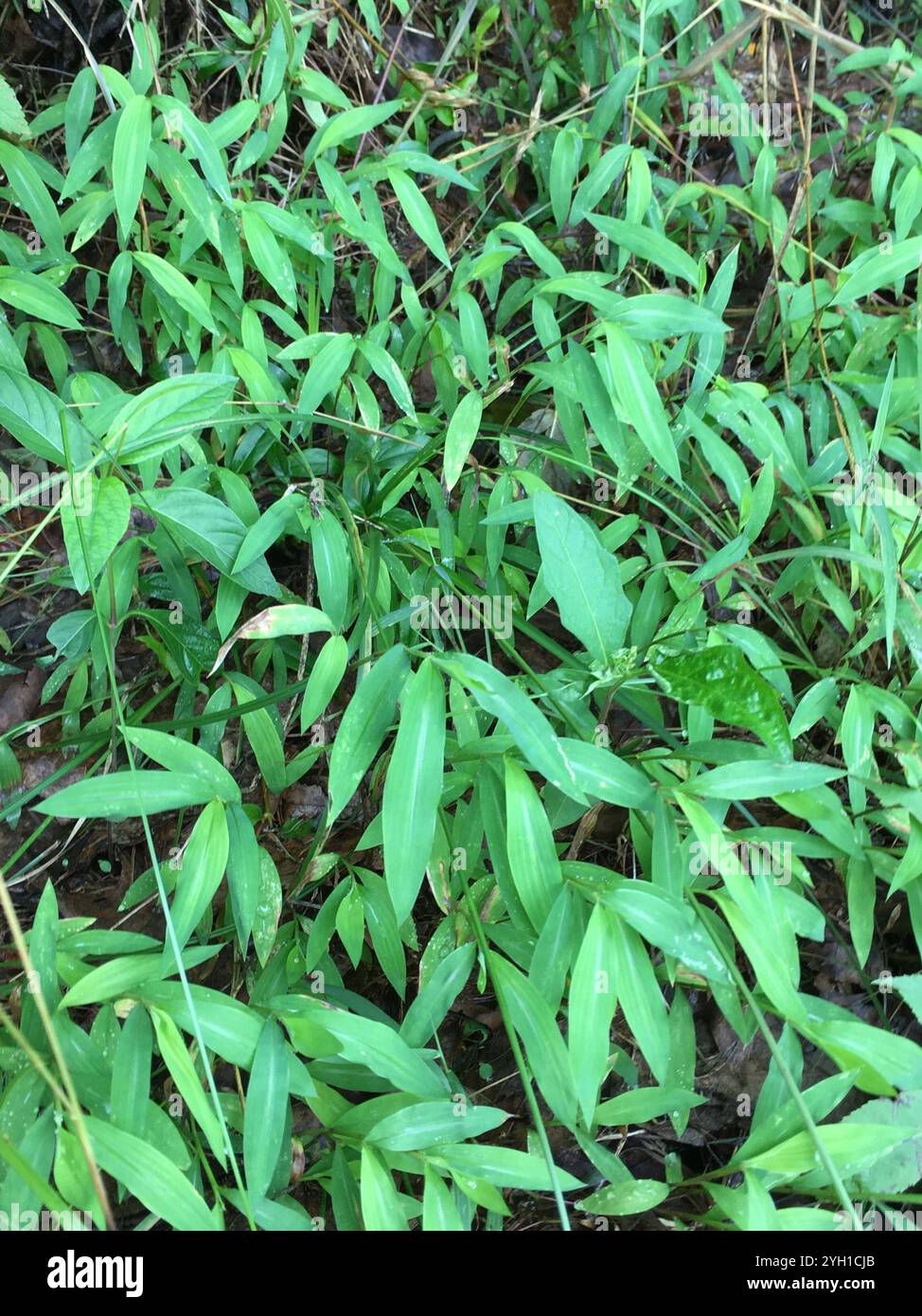 Japanese stiltgrass (Microstegium vimineum Stock Photo - Alamy