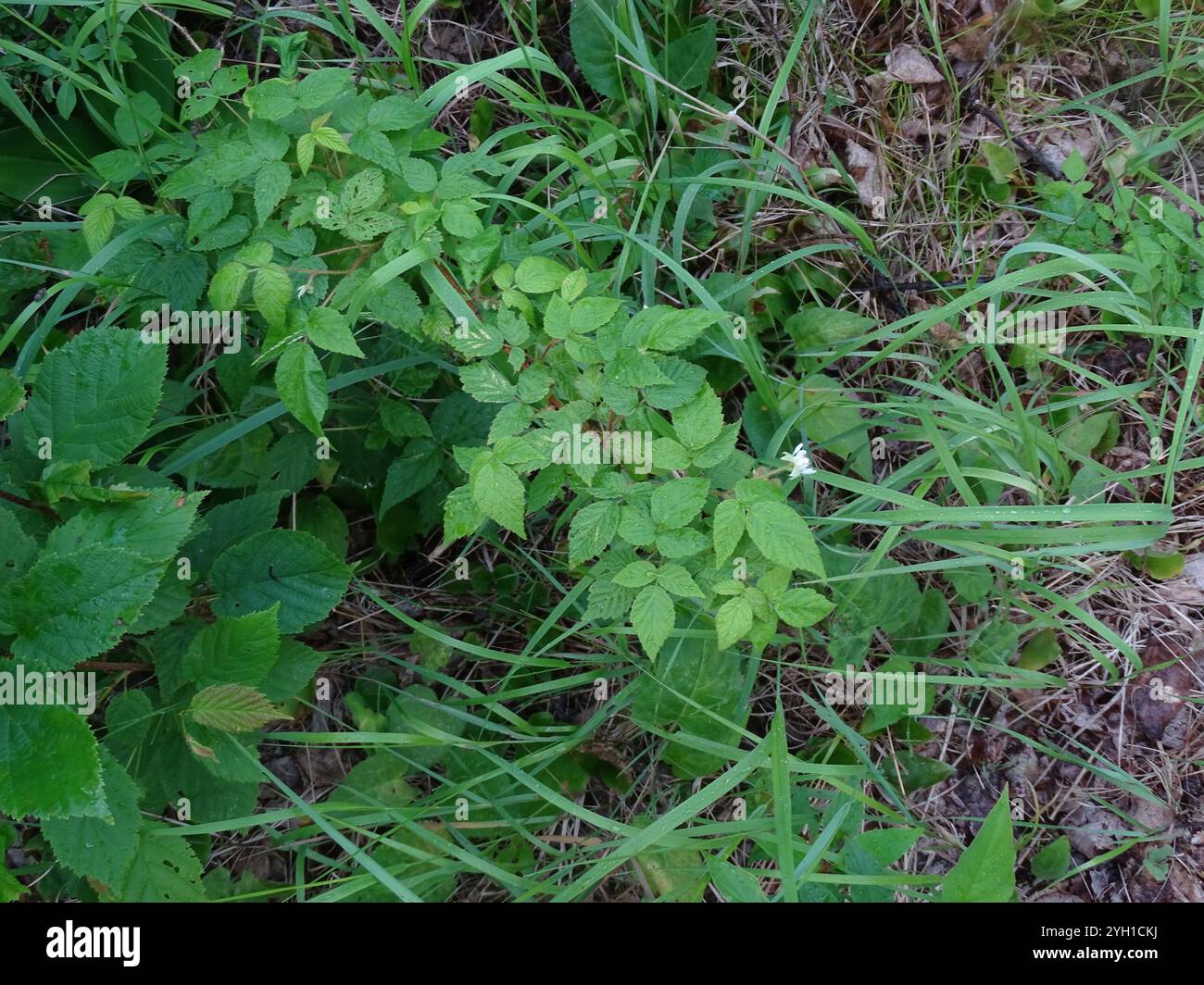 red raspberry (Rubus idaeus Stock Photo - Alamy