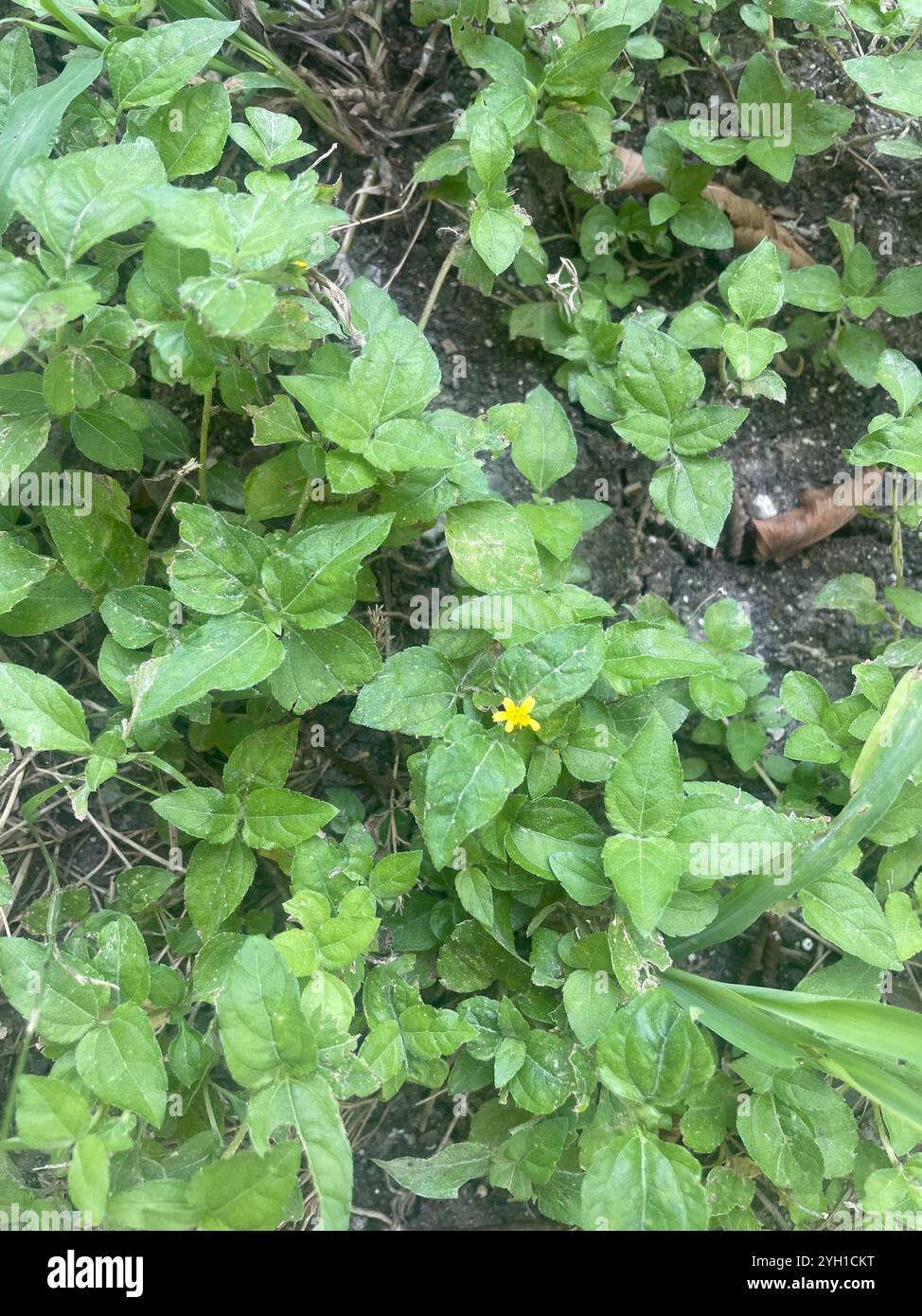 straggler daisy (Calyptocarpus vialis Stock Photo - Alamy
