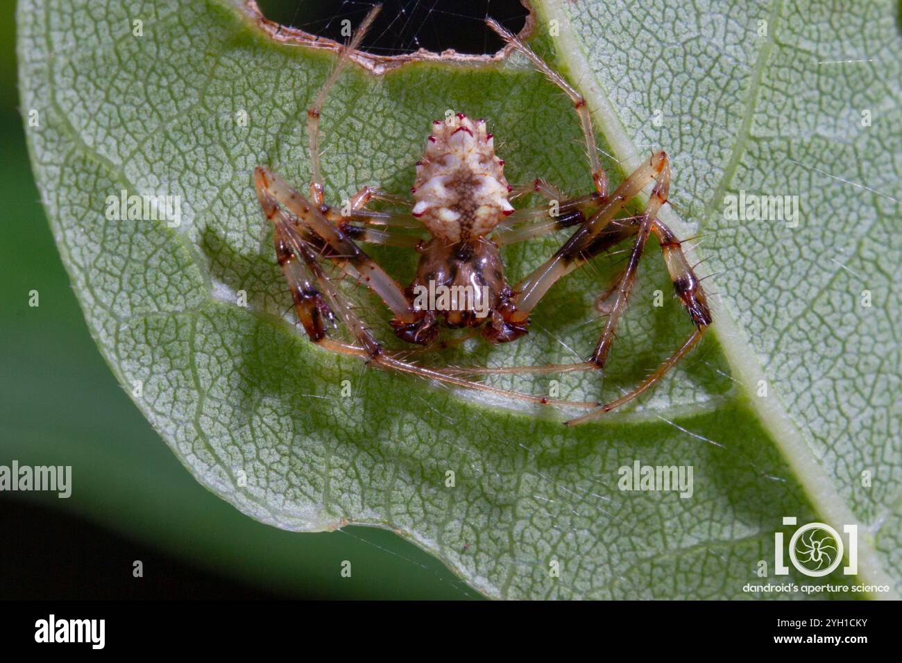 Arrowhead Orbweaver (Verrucosa arenata Stock Photo - Alamy