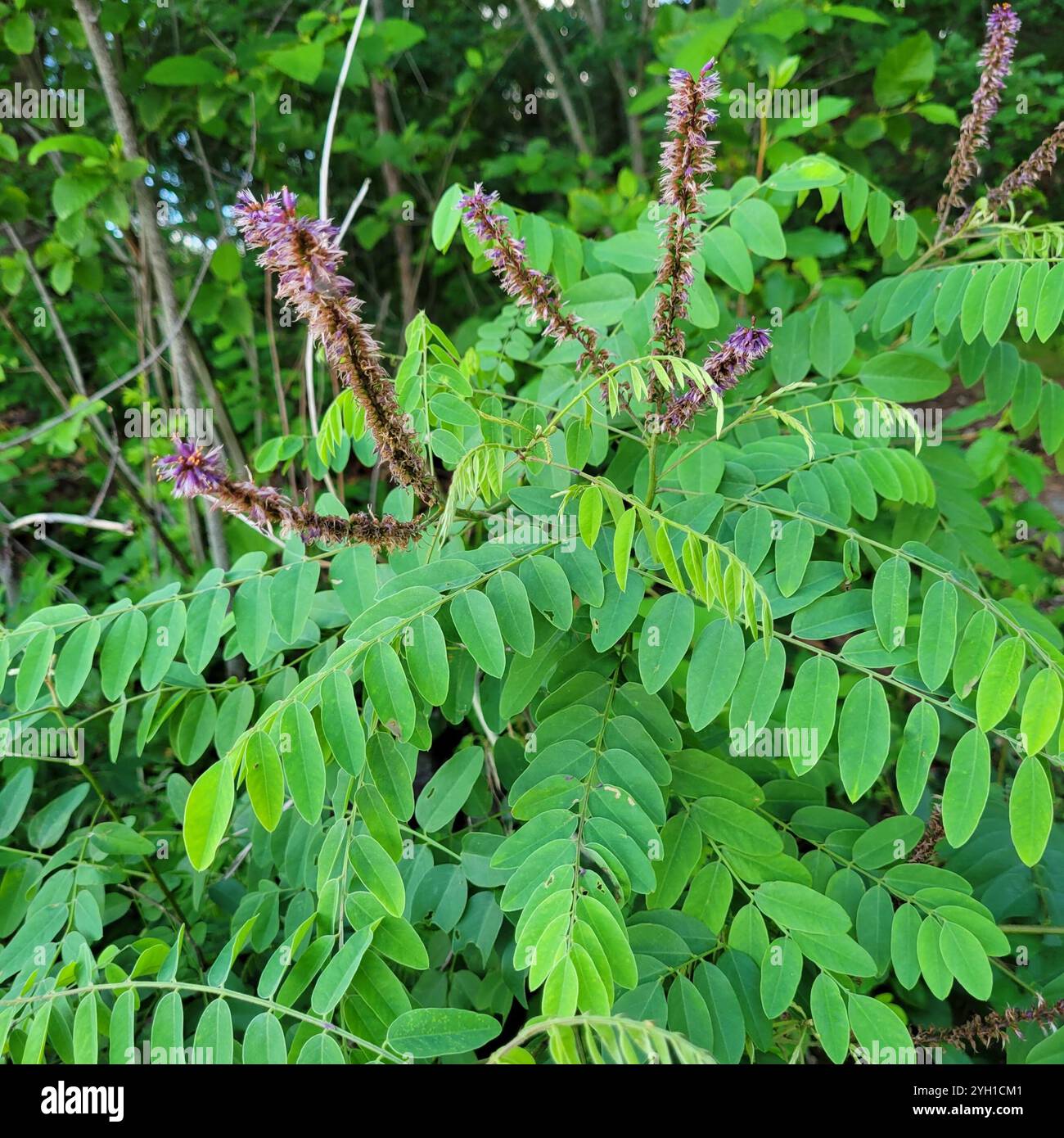 false indigo bush (Amorpha fruticosa Stock Photo - Alamy
