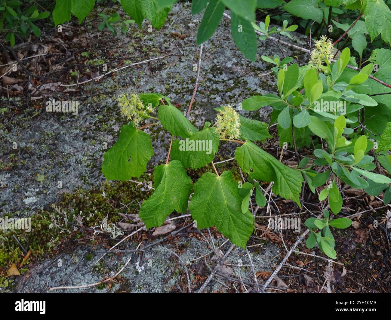 Mountain Maple (Acer spicatum Stock Photo - Alamy