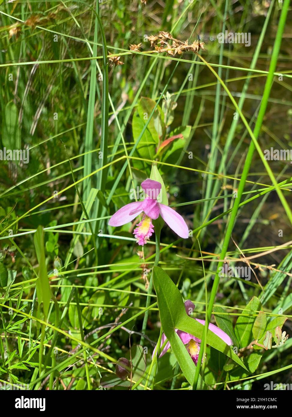 Rose Pogonia (Pogonia ophioglossoides Stock Photo - Alamy