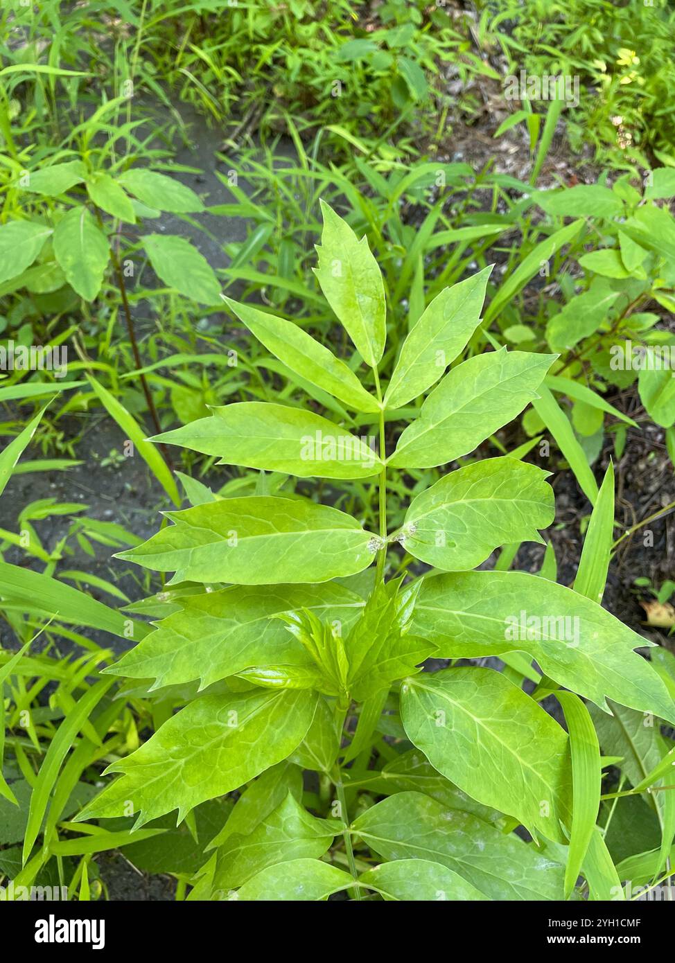 Oxypolis rigidior hi-res stock photography and images - Alamy
