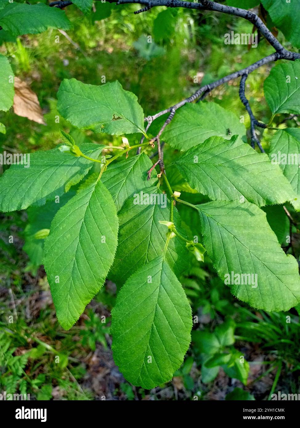 siberian alder (Alnus alnobetula fruticosa Stock Photo - Alamy
