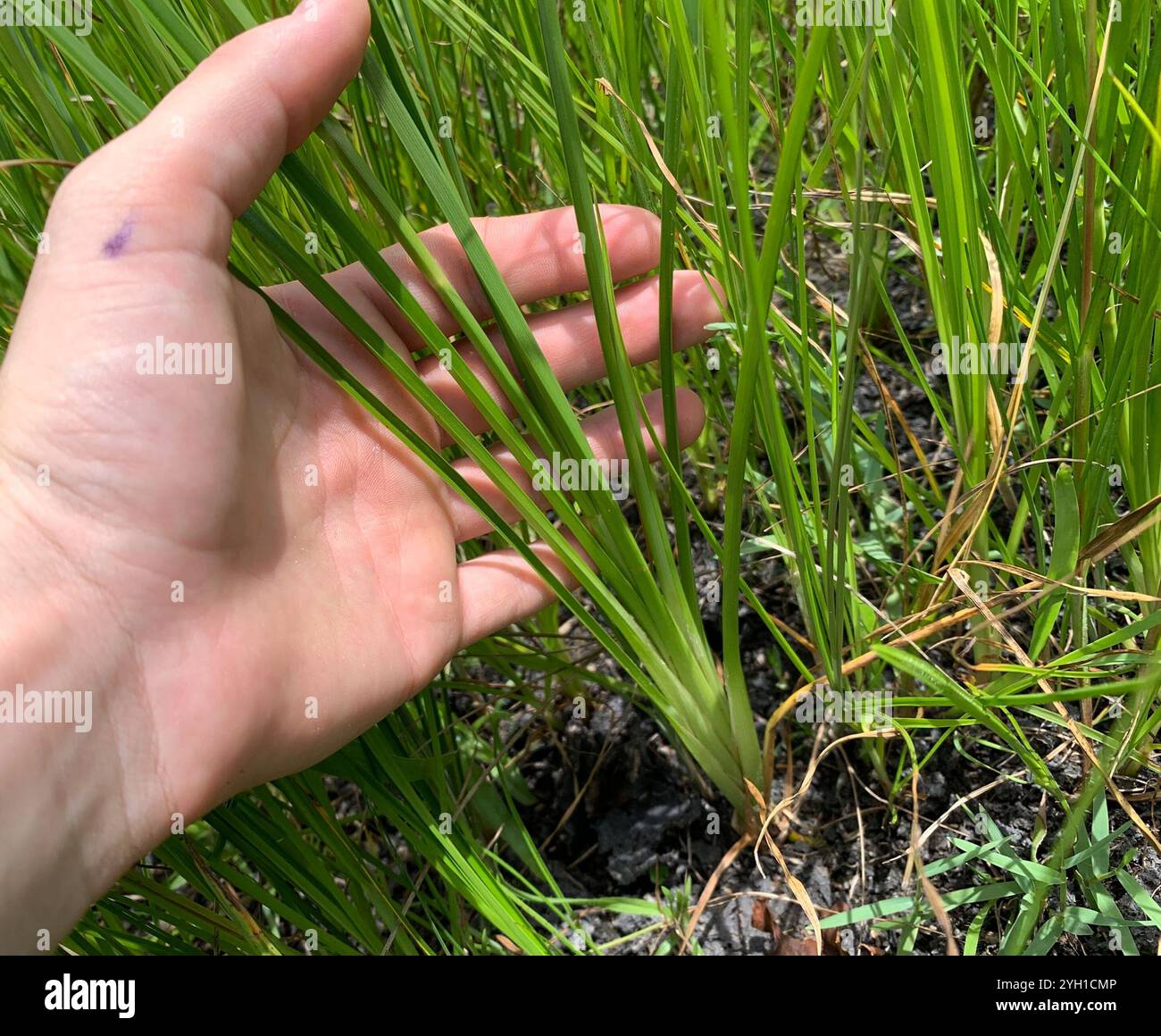 narrowfruit horned beaksedge (Rhynchospora inundata Stock Photo - Alamy