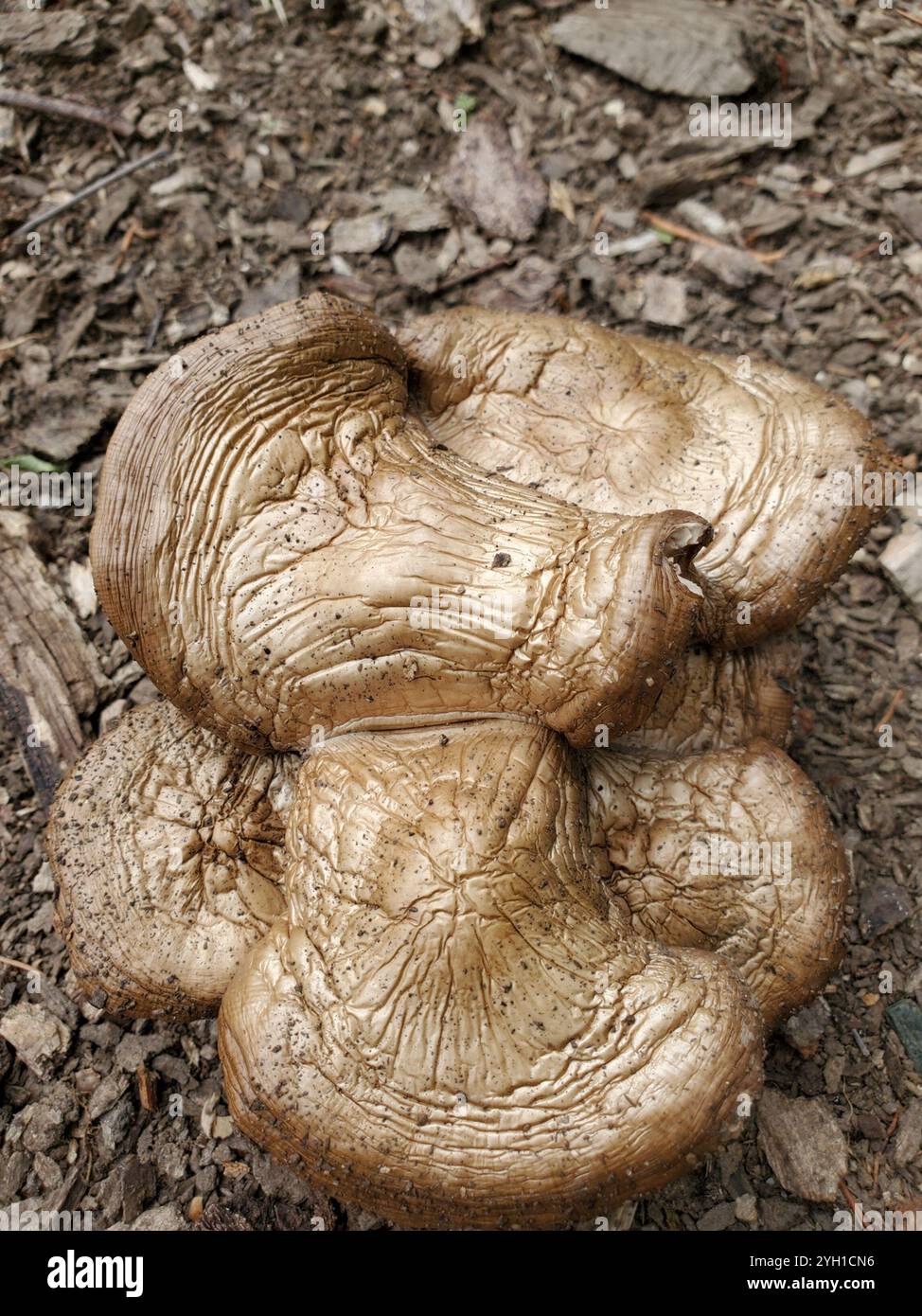 Mulch Fieldcap (Agrocybe putaminum Stock Photo - Alamy