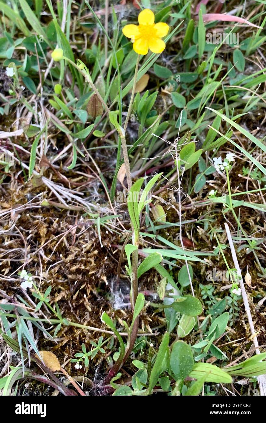 Lesser Spearwort (Ranunculus flammula Stock Photo - Alamy