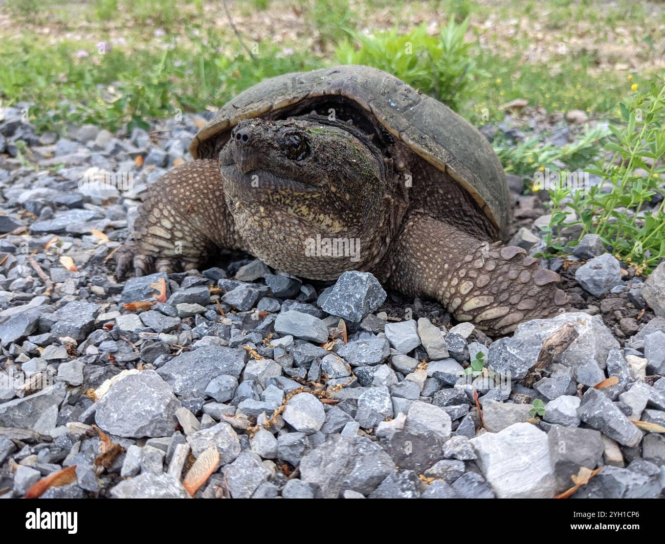 Common Snapping Turtle (Chelydra serpentina Stock Photo - Alamy
