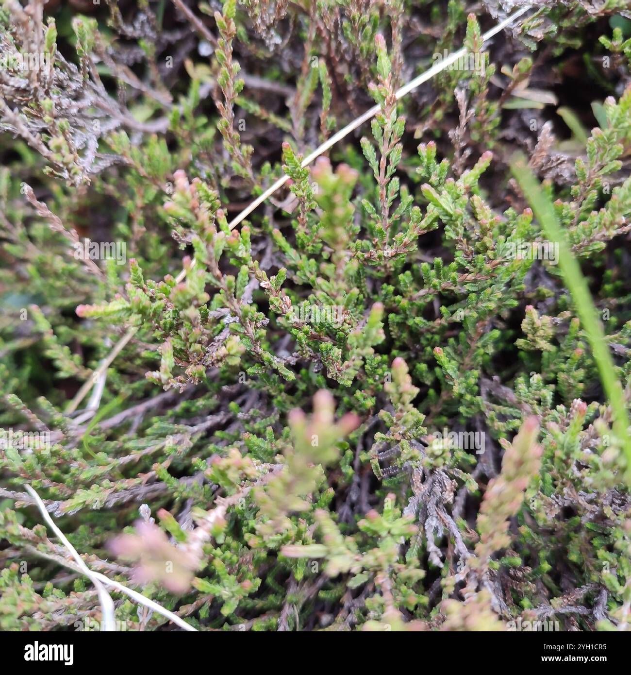 common heather (Calluna vulgaris Stock Photo - Alamy