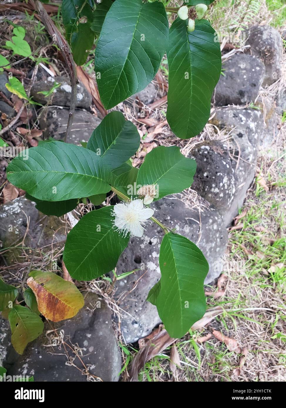 Common guava (Psidium guajava Stock Photo - Alamy