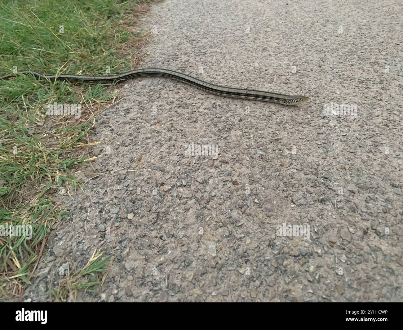 Ophisaurus attenuatus attenuatus hi-res stock photography and images ...