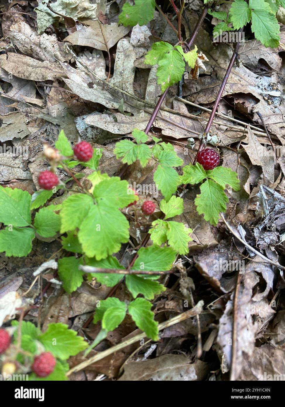 black raspberry (Rubus occidentalis Stock Photo - Alamy