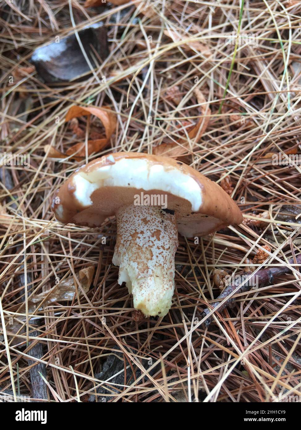 Butterball (Suillus weaverae Stock Photo - Alamy
