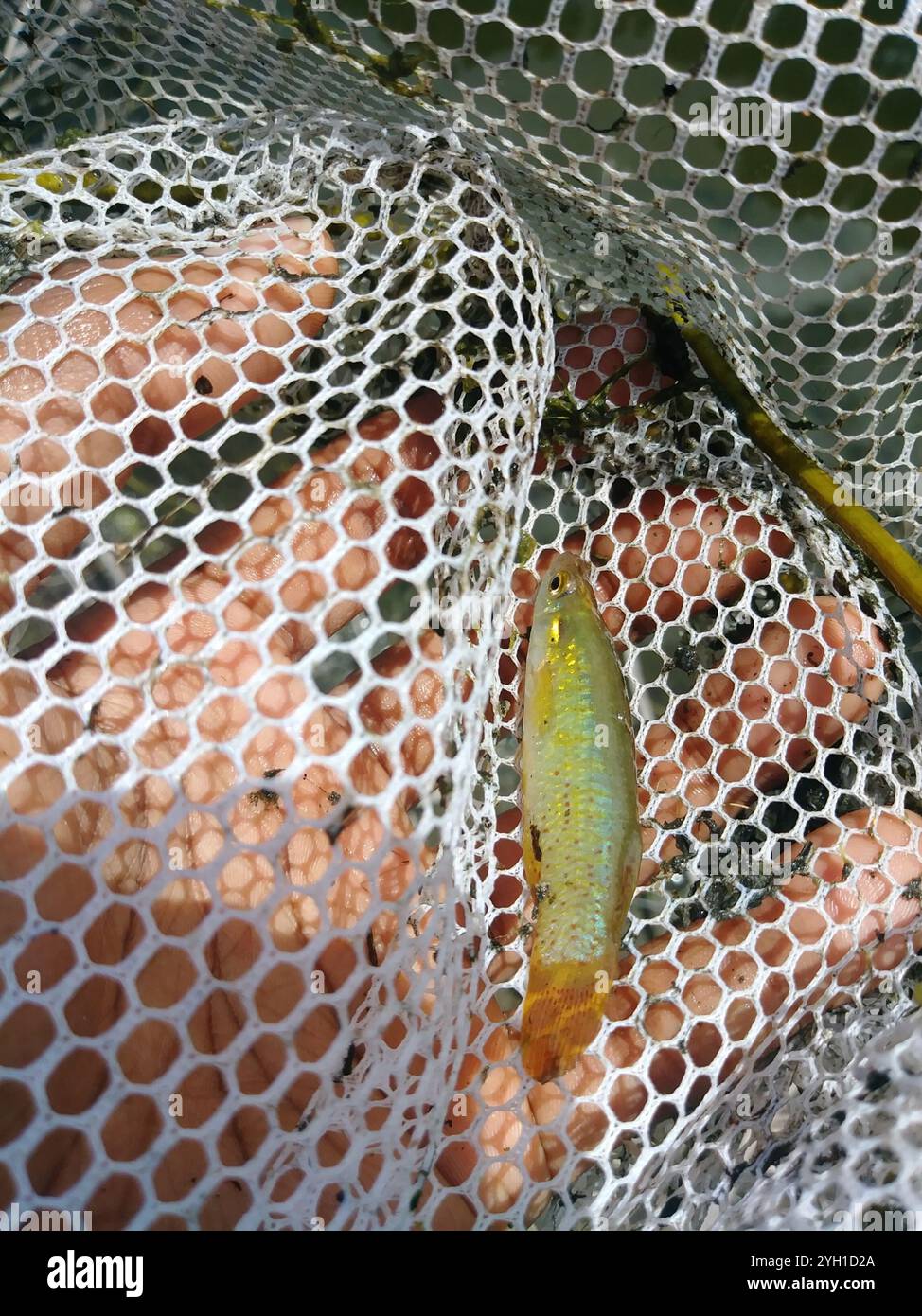 Golden Topminnow (Fundulus chrysotus Stock Photo - Alamy