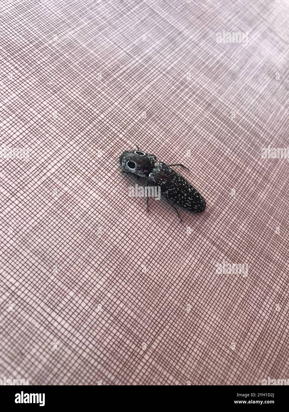 Eastern Eyed Click Beetle (Alaus oculatus Stock Photo - Alamy