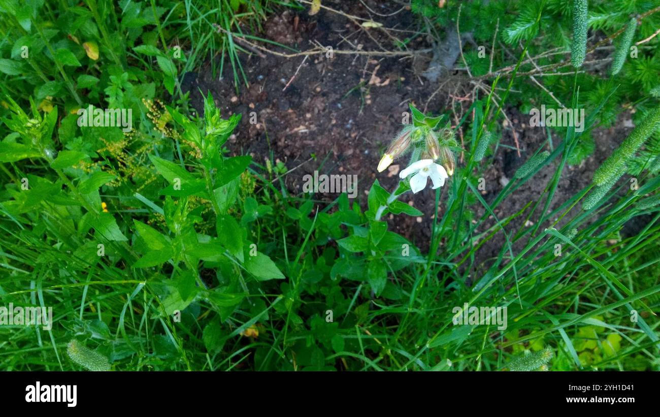 evening lychnis (Silene latifolia alba Stock Photo - Alamy