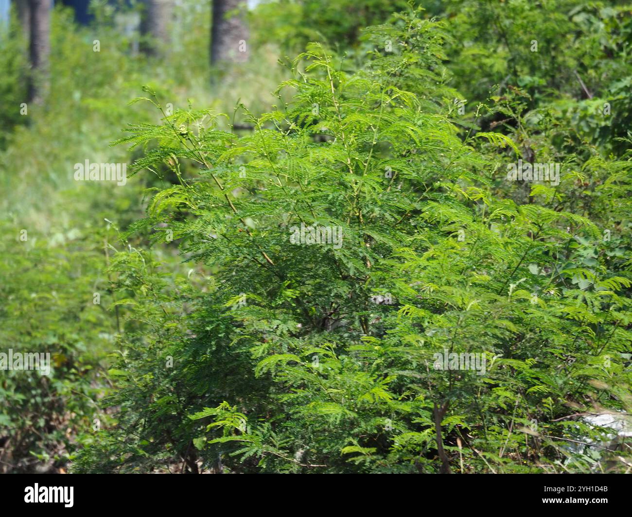 White leadtree (Leucaena leucocephala Stock Photo - Alamy