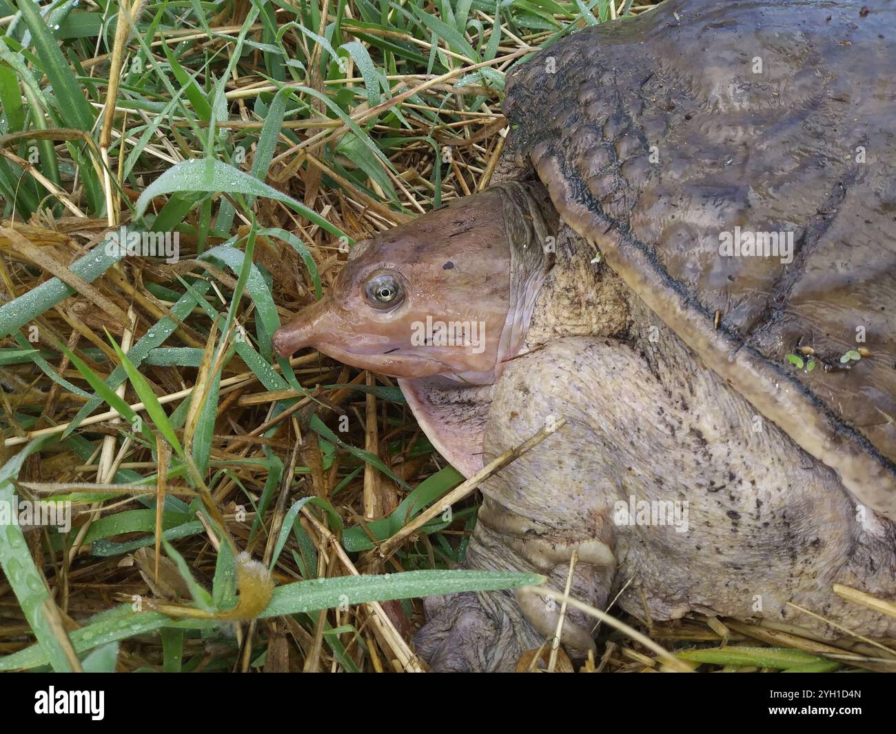 Florida Softshell Turtle (Apalone ferox Stock Photo - Alamy