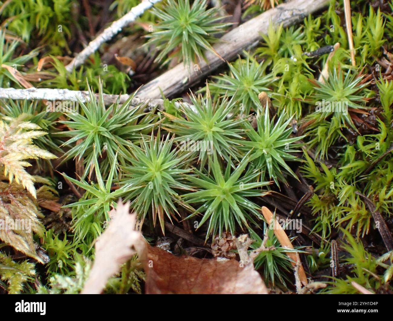 juniper haircap moss (Polytrichum juniperinum Stock Photo - Alamy