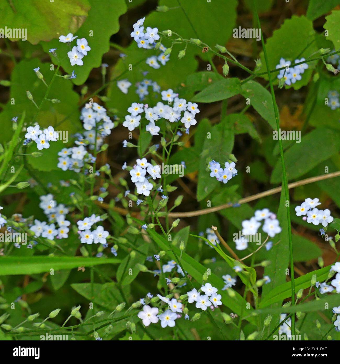 water forget-me-not (Myosotis scorpioides Stock Photo - Alamy
