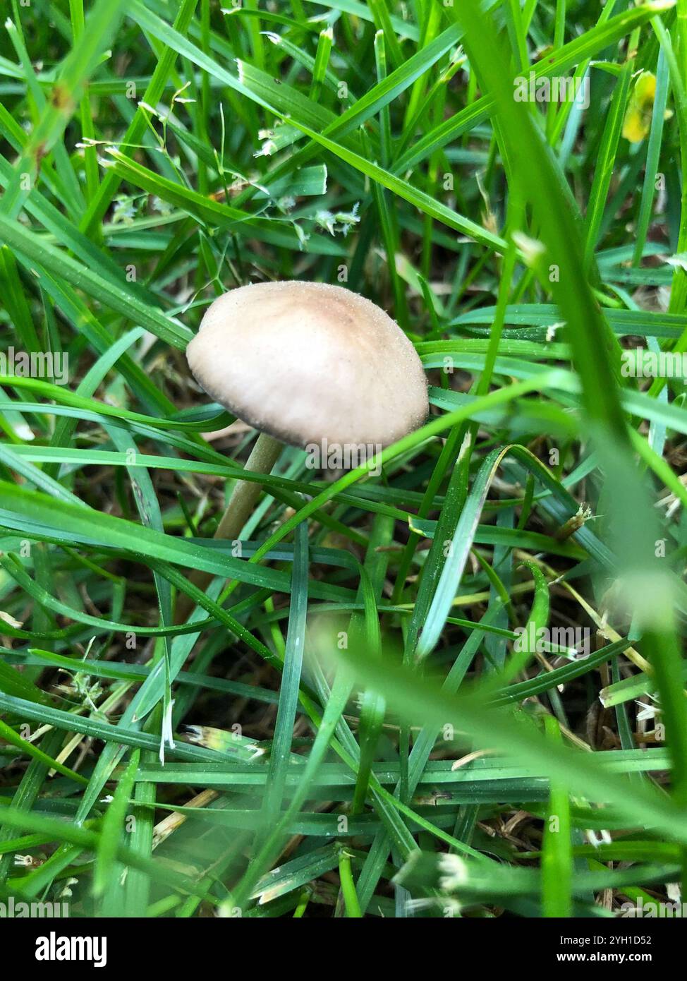 Mower's Mushroom (Panaeolus foenisecii Stock Photo - Alamy