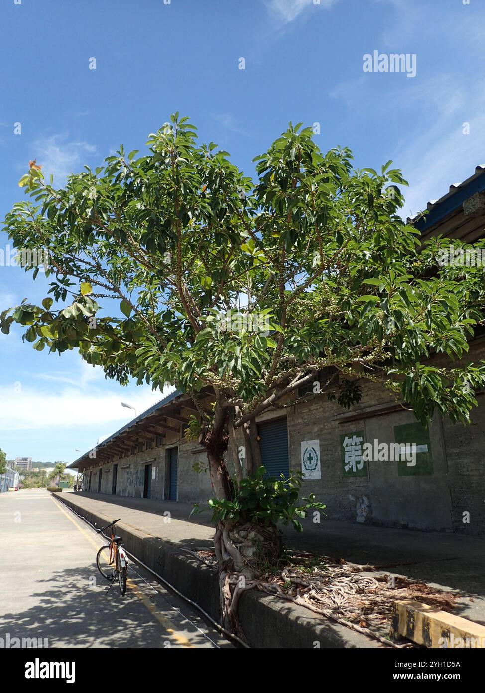Japanese Superb Fig (Ficus subpisocarpa Stock Photo - Alamy