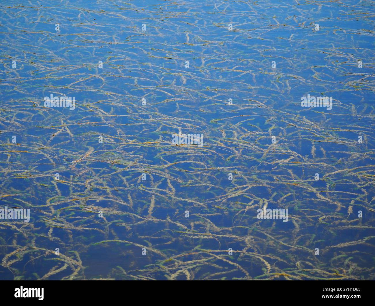 Eurasian water-milfoil (Myriophyllum spicatum Stock Photo - Alamy