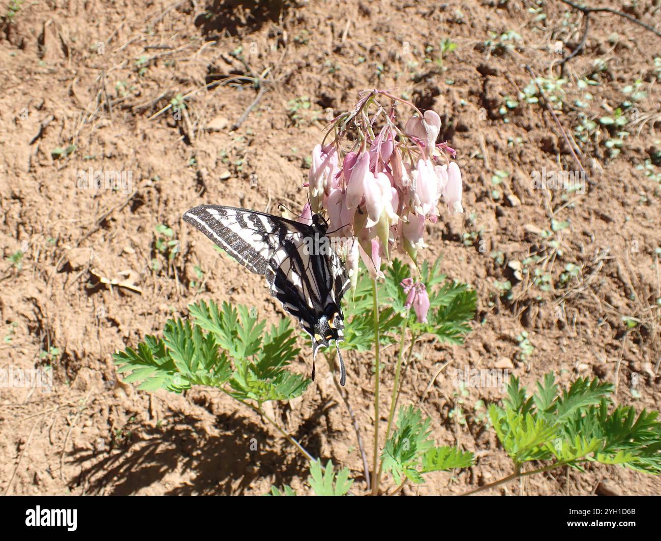 Pale Swallowtail (Papilio eurymedon Stock Photo - Alamy